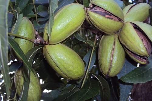 Divinut representa noz-pecã brasileira em Congresso Mundial de Frutos ...